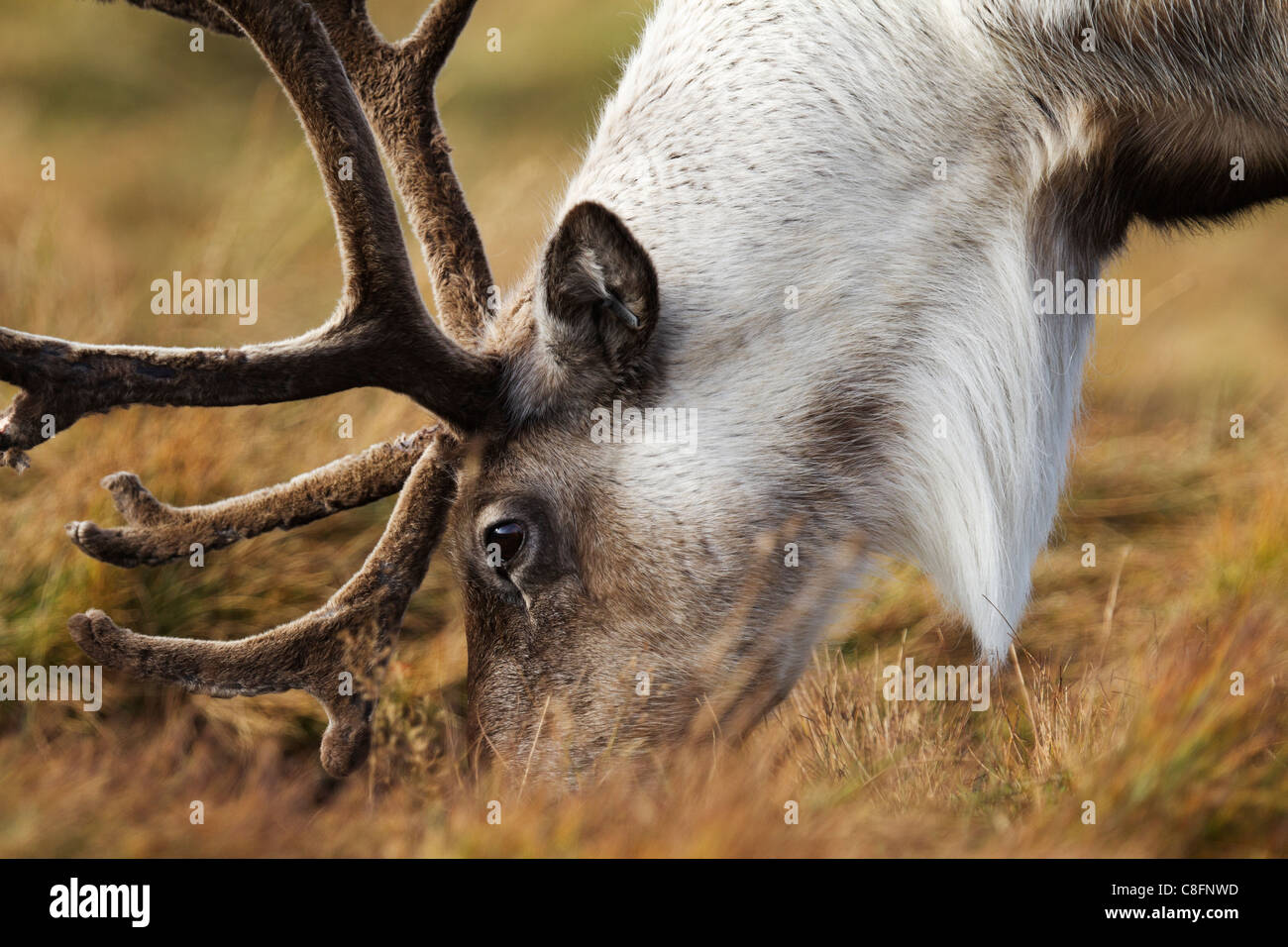 Side view of a reindeer grazing Stock Photo - Alamy