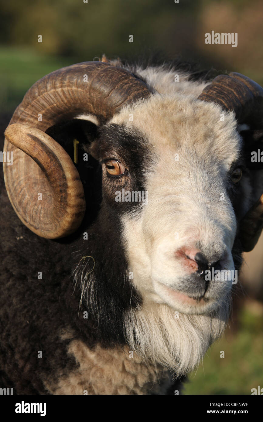 Jacob ram hi-res stock photography and images - Alamy