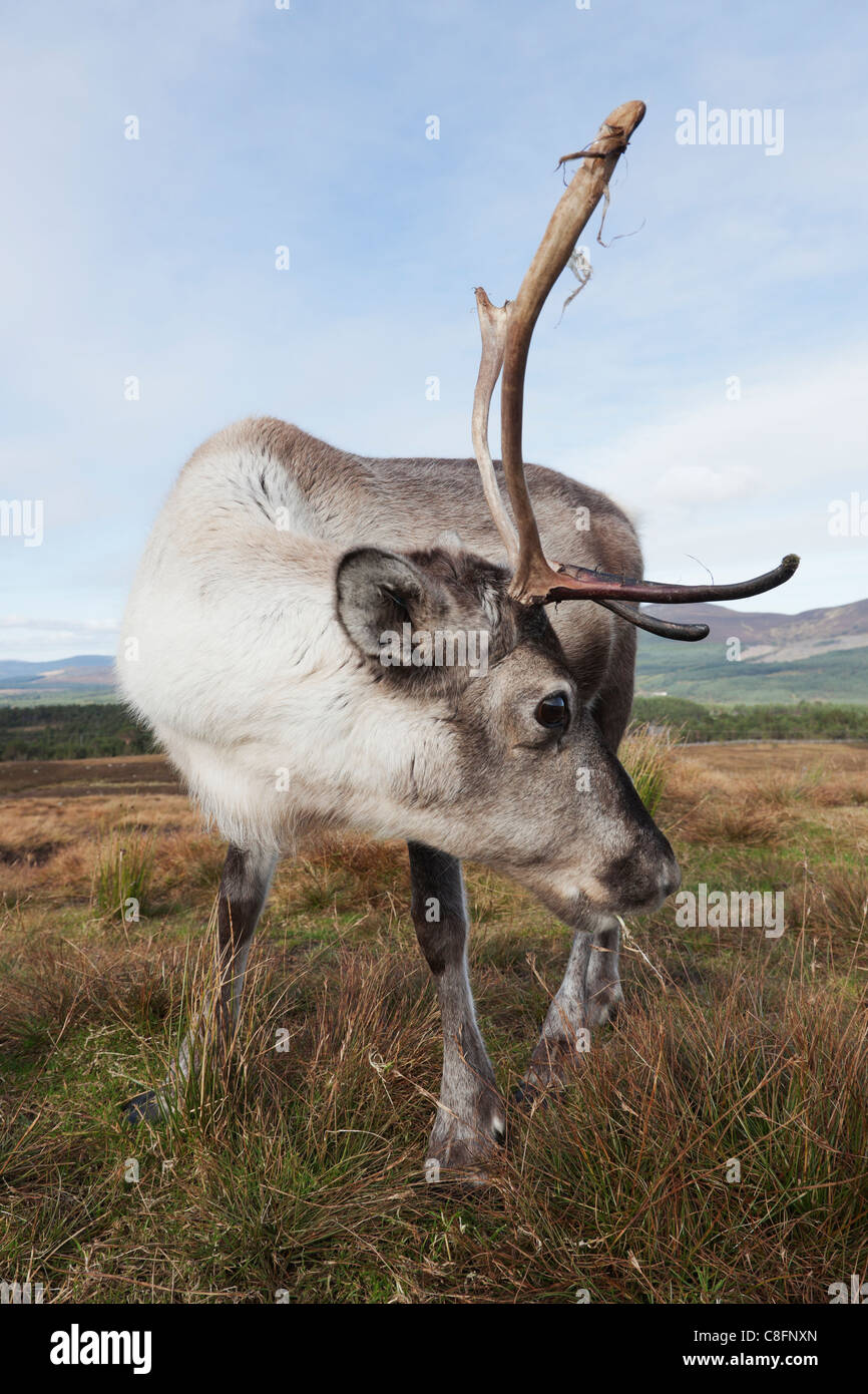 Closeup view of a reindeer Stock Photo - Alamy