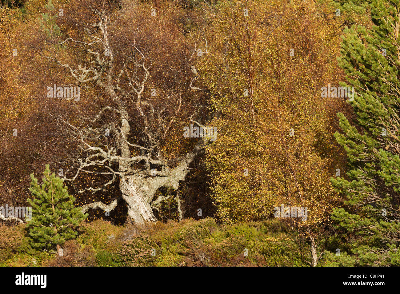 A dead tree and autumn colours from across the valley Stock Photo - Alamy