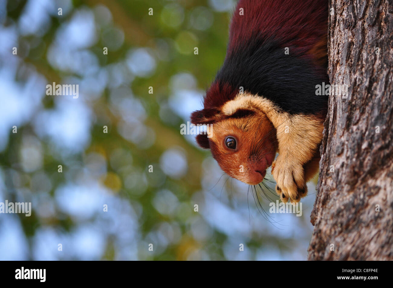 The Indian giant squirrel, or Malabar giant squirrel,is a large tree ...