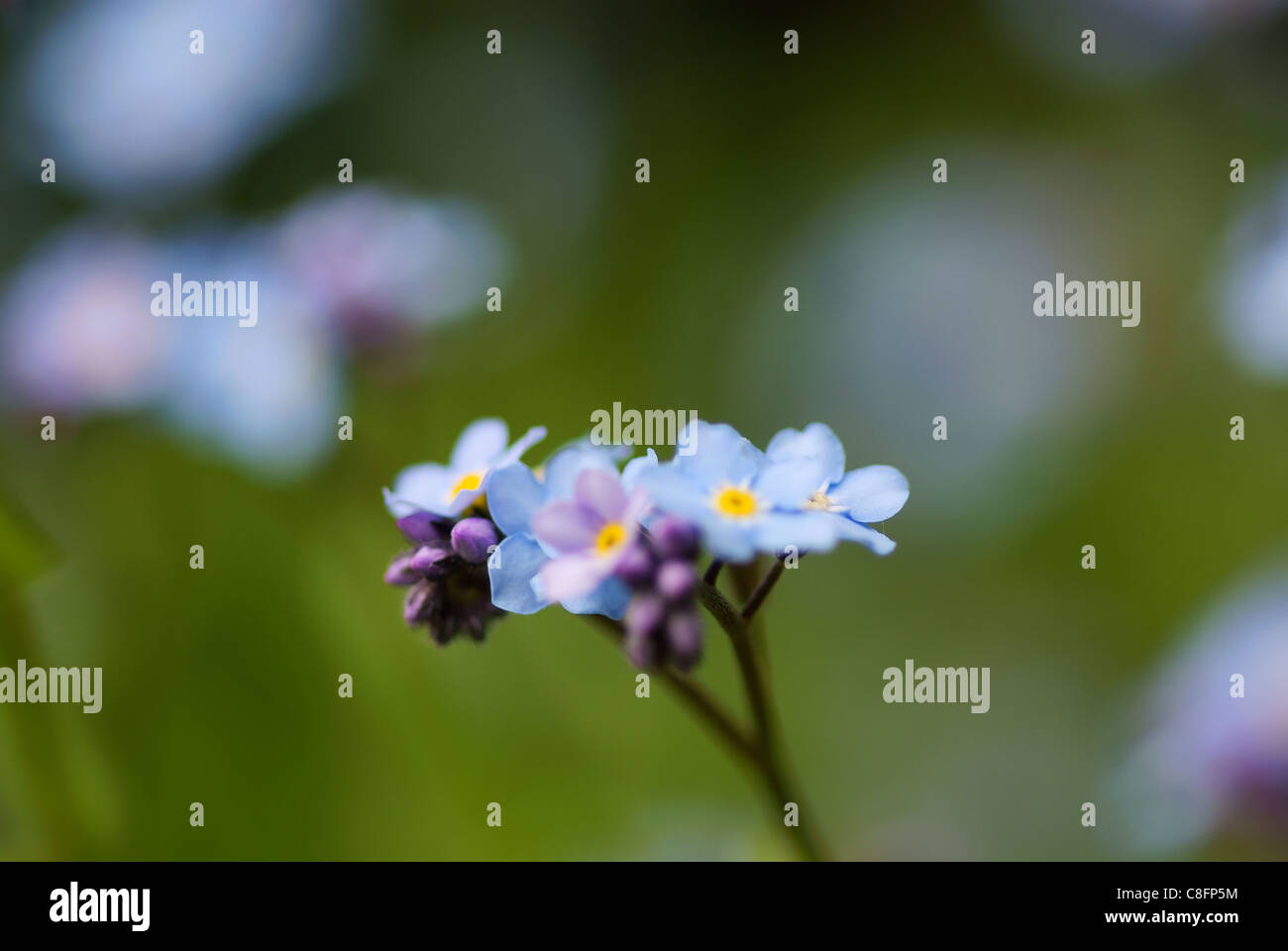 Forget wild flowers hi-res stock photography and images - Alamy