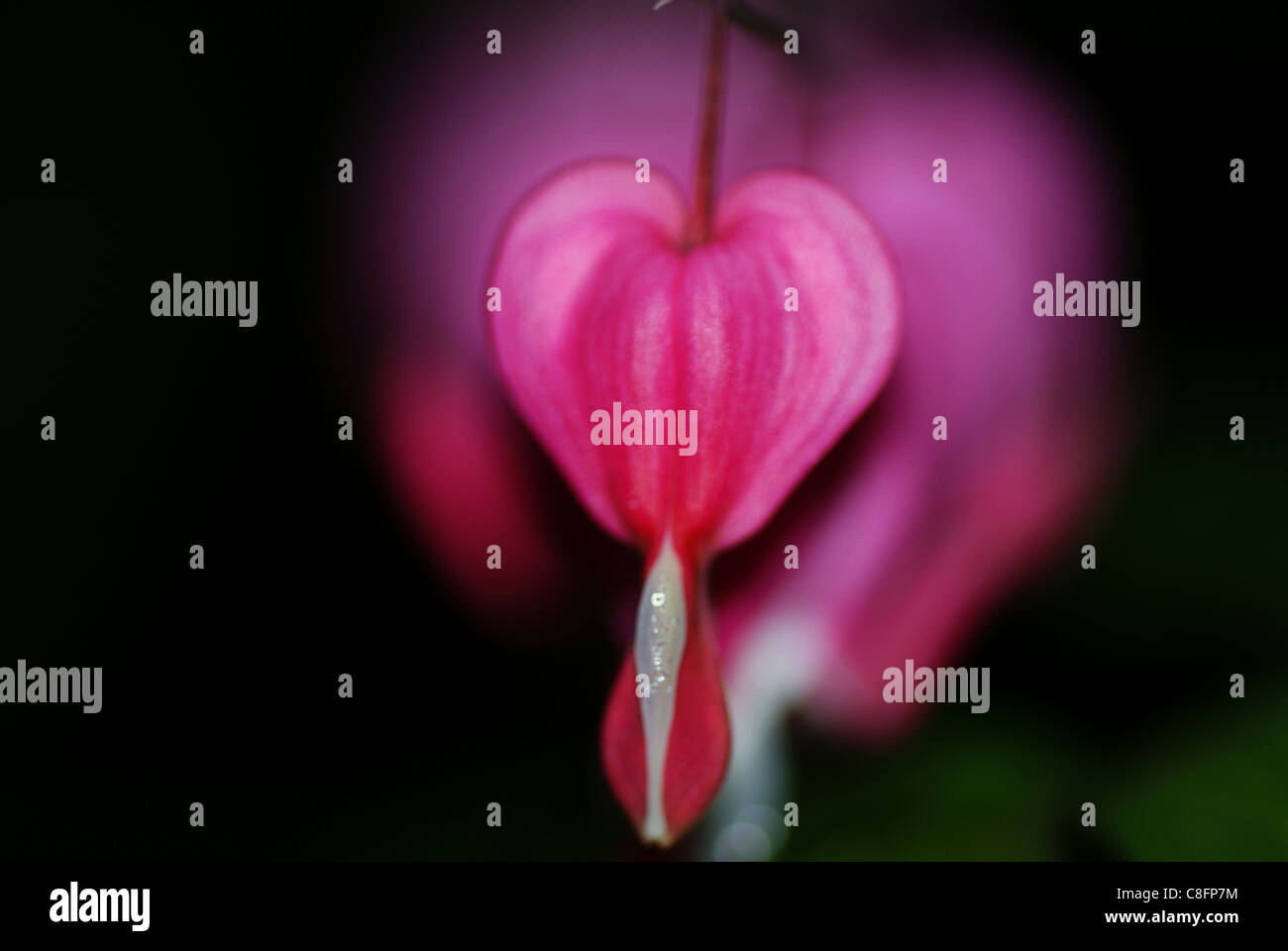 Bleeding Heart flower Stock Photo - Alamy