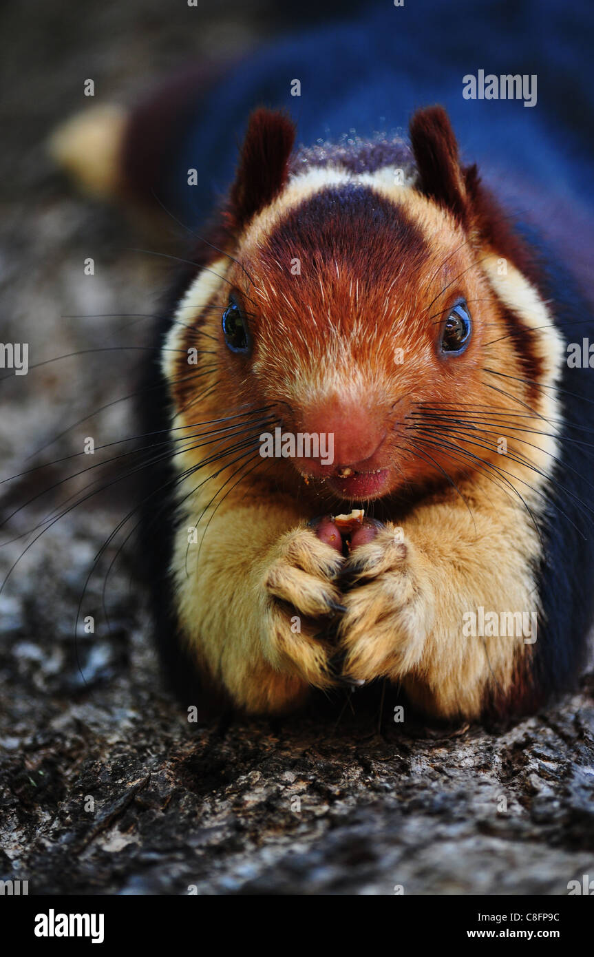 The Indian giant squirrel, or Malabar giant squirrel,is a large tree ...