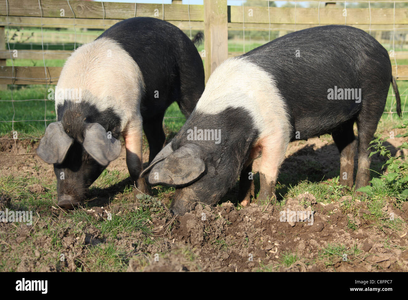 Cholmondeley Castle Gardens. Gloucester old spot pigs at Cholmondeley ...