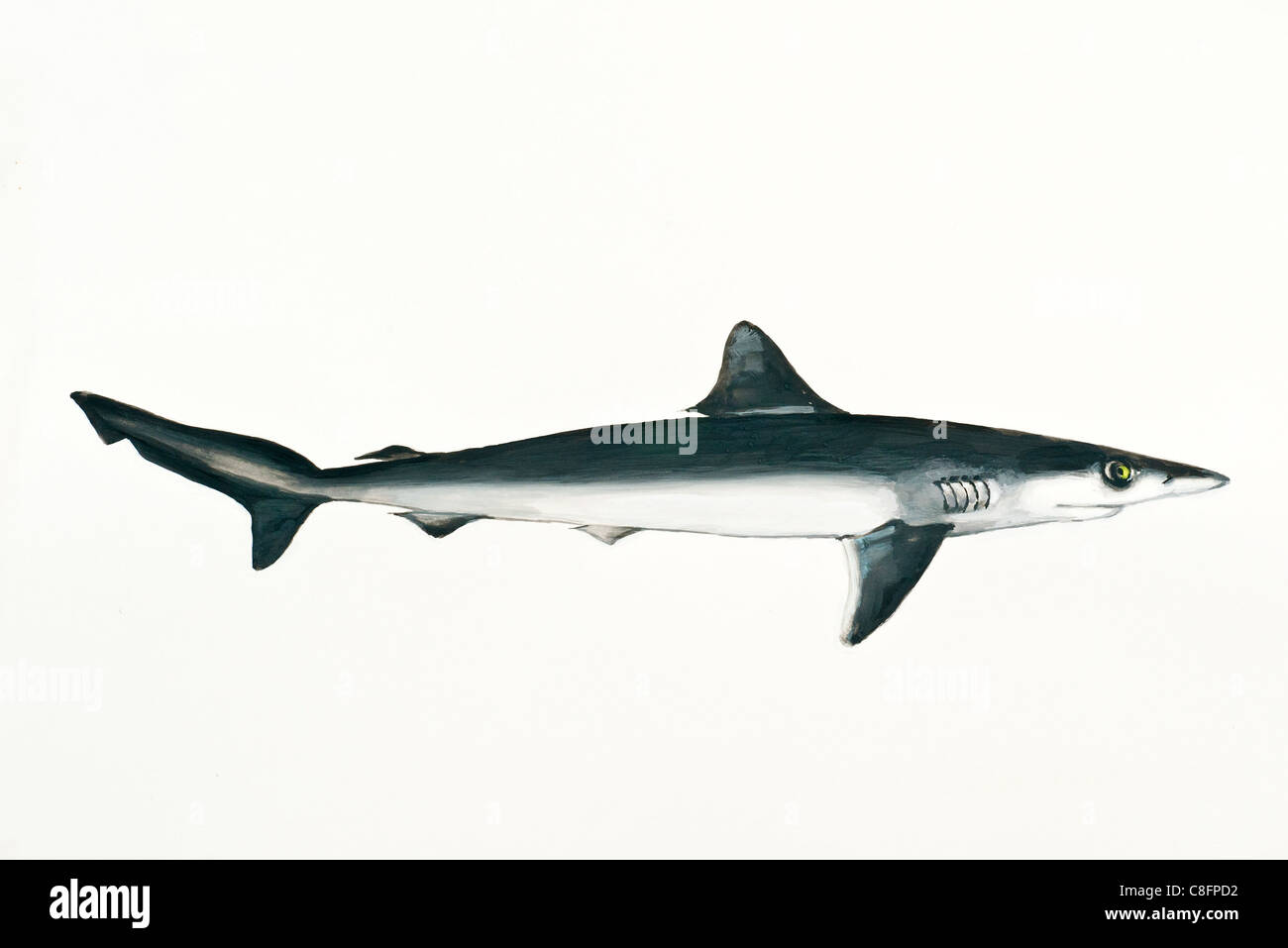 Brazilian sharpnose shark Rhizoprionodon lalandii, Carcharhinidae Stock ...