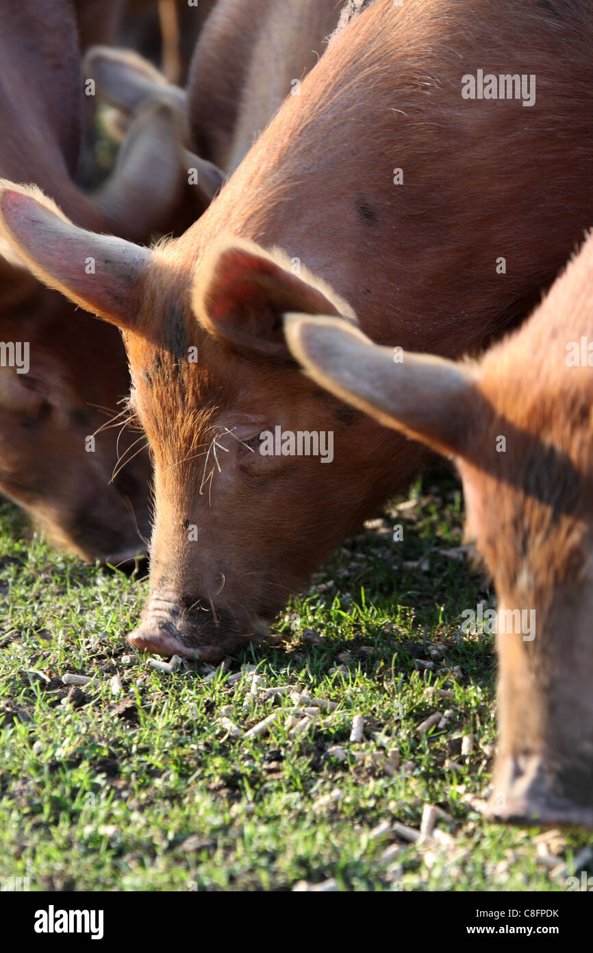 Tam gardens hi-res stock photography and images - Alamy