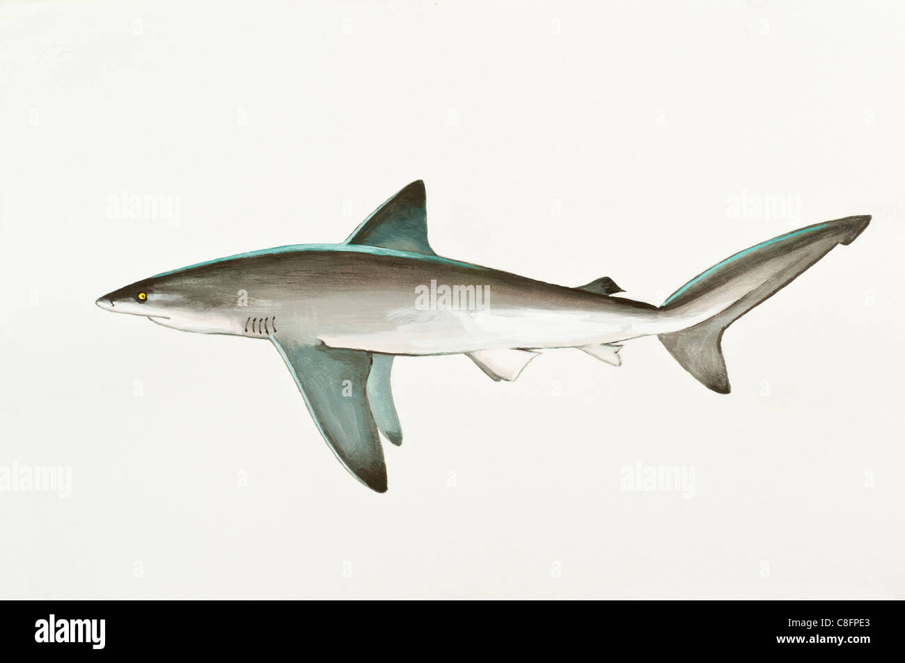 Bignose Sharks, Carcharhinus altimus, Carcharhinidae Stock Photo - Alamy