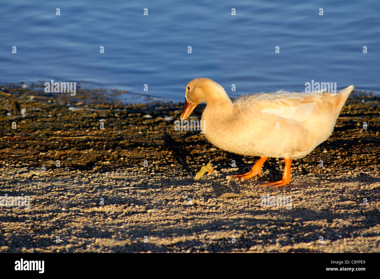 Sand duck hi-res stock photography and images - Alamy