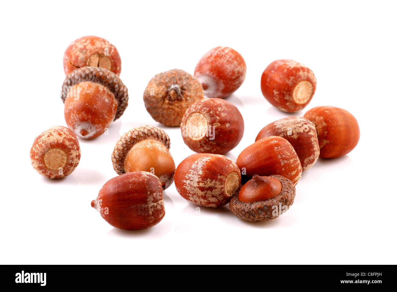 acorns on a white background Stock Photo - Alamy