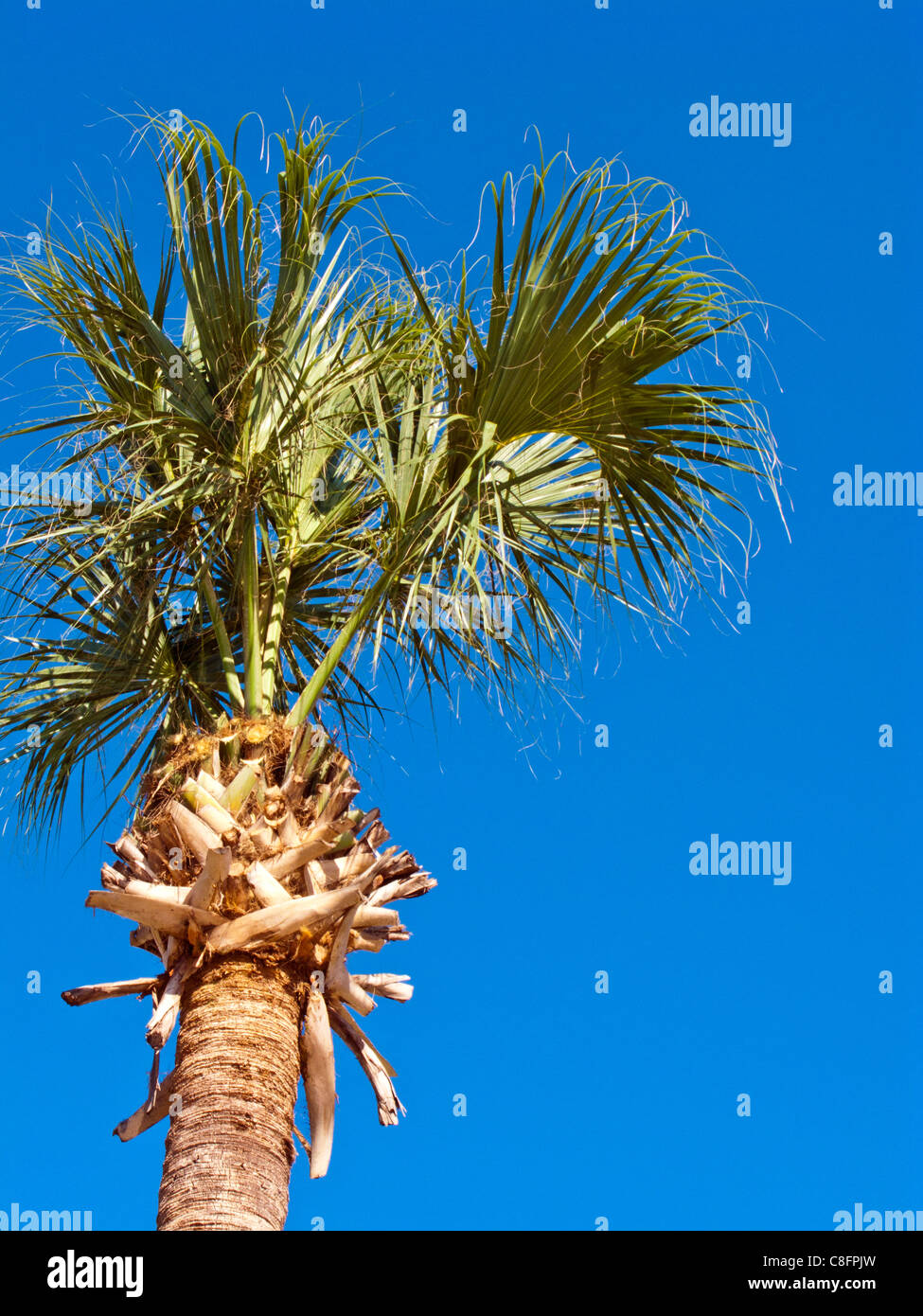 DETAIL OF A PALM TREE Stock Photo - Alamy