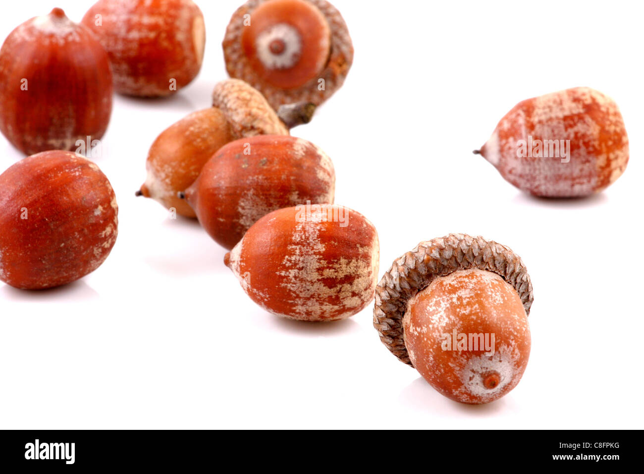 acorns on a white background Stock Photo - Alamy