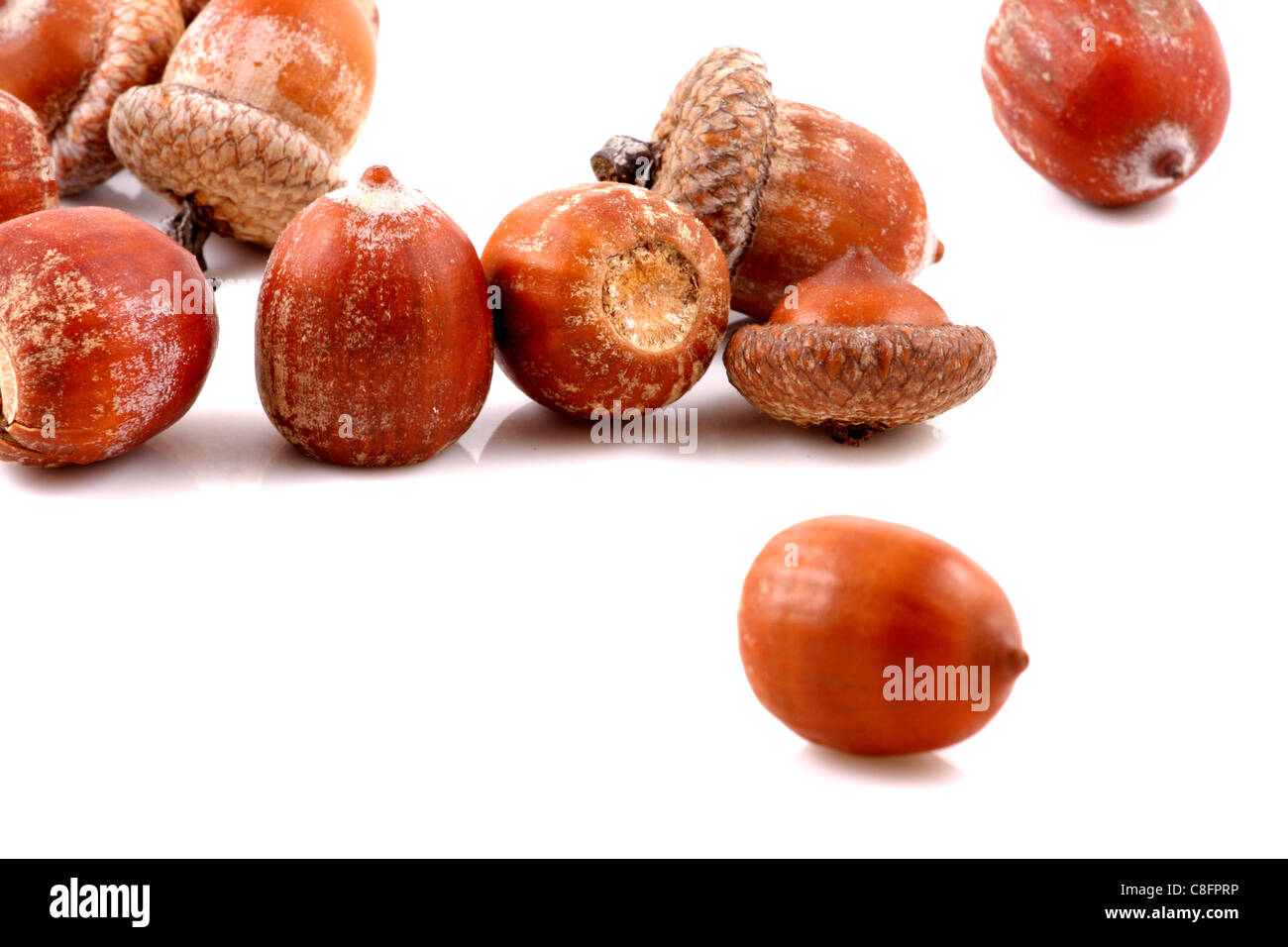 Bronze acorn hi-res stock photography and images - Alamy