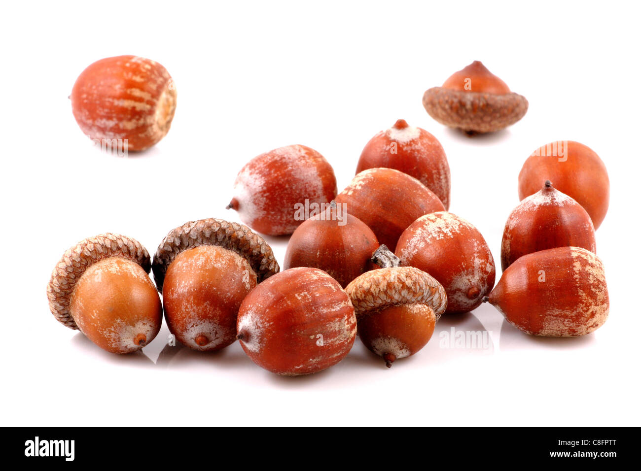 acorns on a white background Stock Photo - Alamy