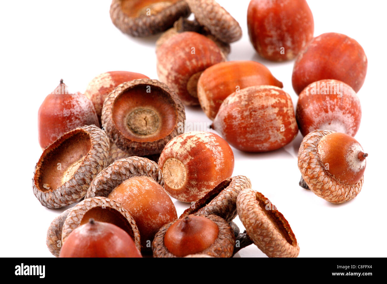 acorns on a white background Stock Photo - Alamy
