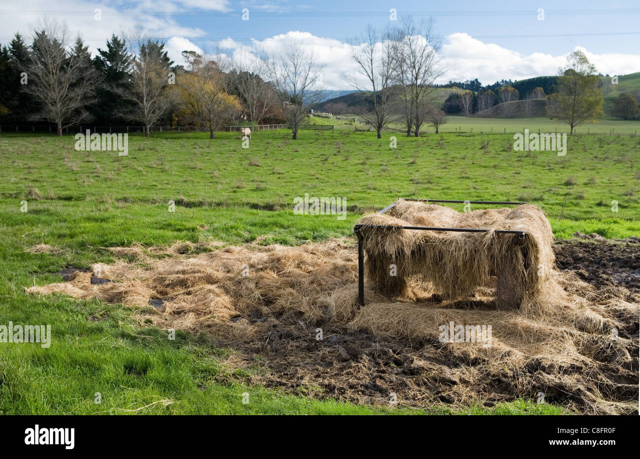 Hay in pastureland, New Zealand Stock Photo - Alamy