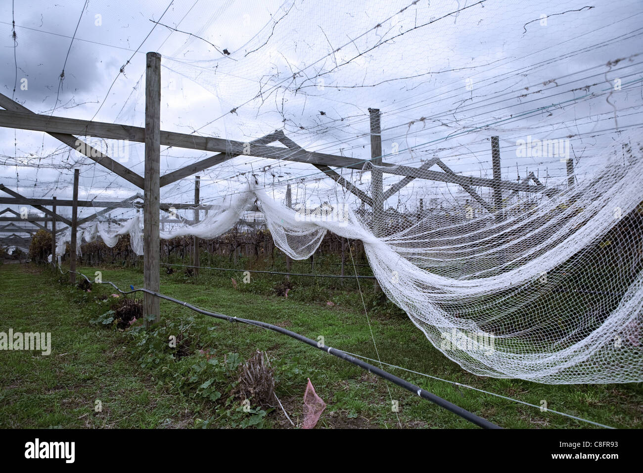 New zealand winegrowing hi-res stock photography and images - Alamy