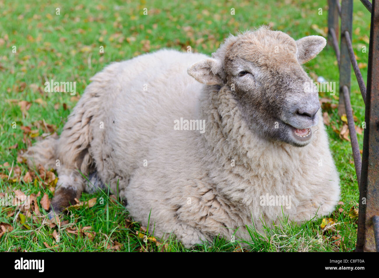 A sheep at rest at The National History Museum, St Fagans, Cardiff ...