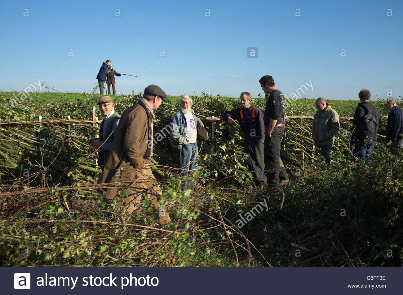 Hedge Laying Britain High Resolution Stock Photography and Images - Alamy