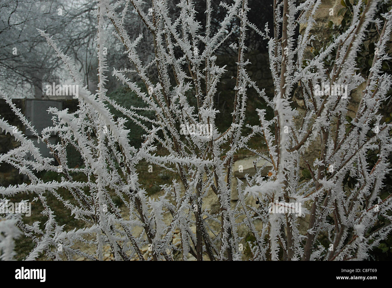 Winter, Frost on branches, Trees and leaves under frost seem like lace ...