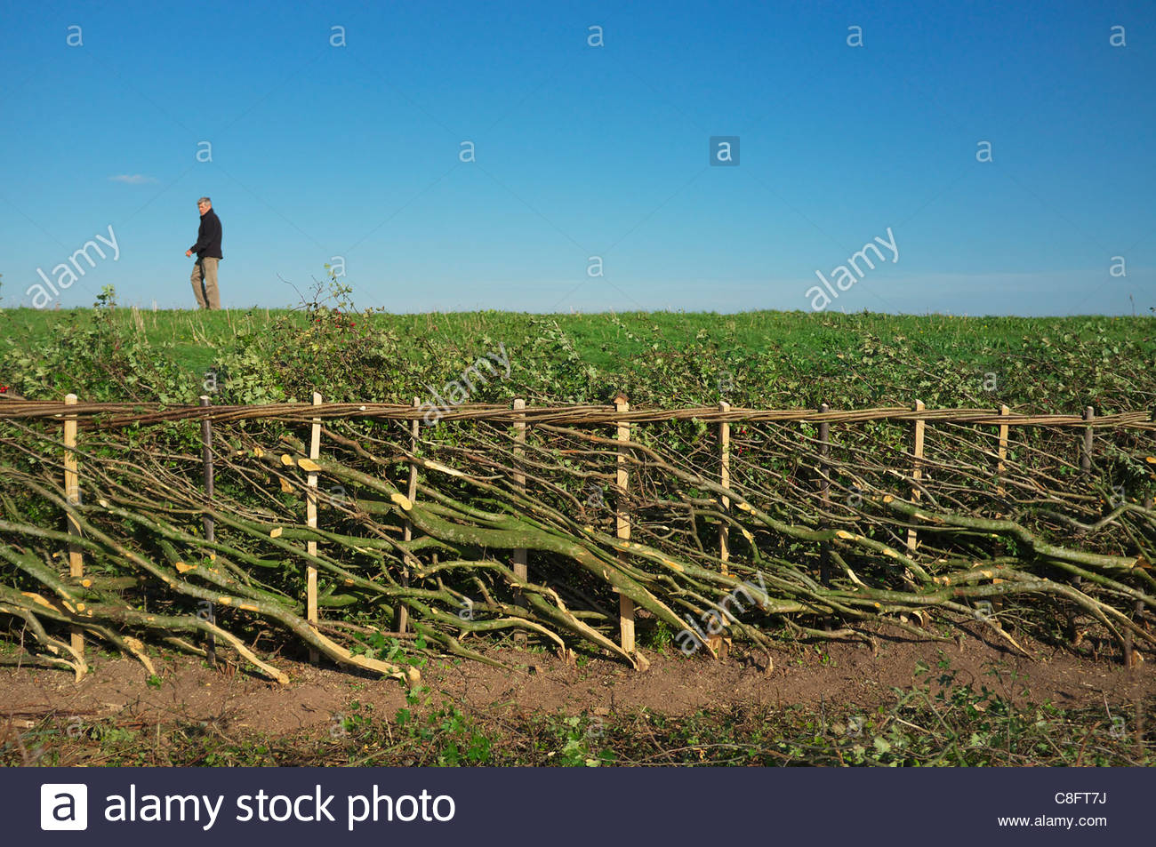 Hedge Laying Competition High Resolution Stock Photography and Images ...
