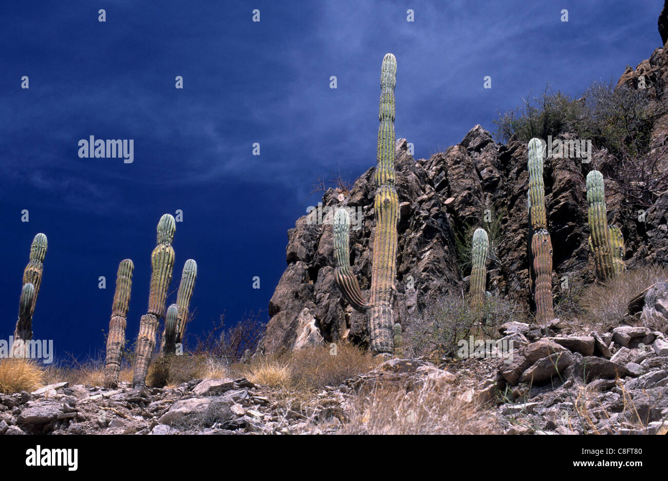 Southern Sonoran Desert landscape on San Cosme Island, Baja California ...