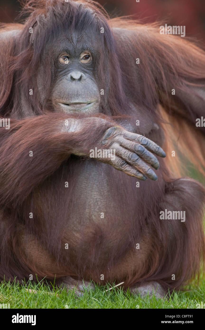 The Sumatran orangutan (Pongo abelii Stock Photo - Alamy
