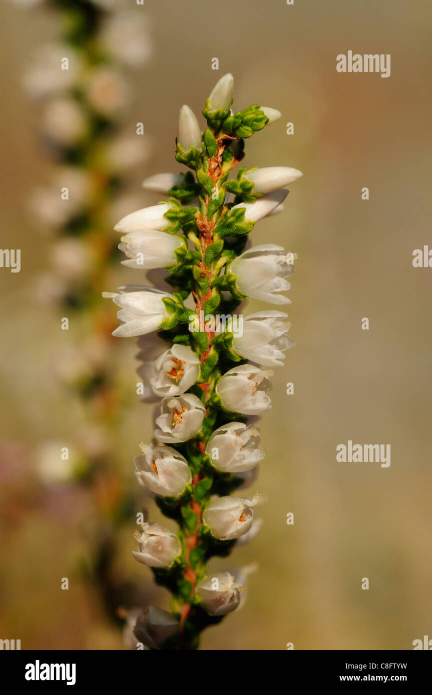 Common Heath flowers (Calluna vulgaris Stock Photo - Alamy