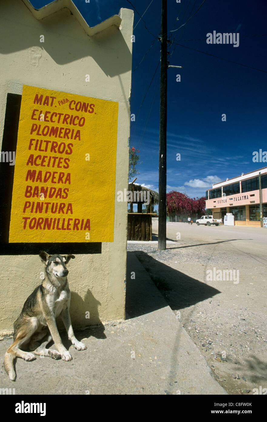 Homeless mexican dog hi-res stock photography and images - Alamy