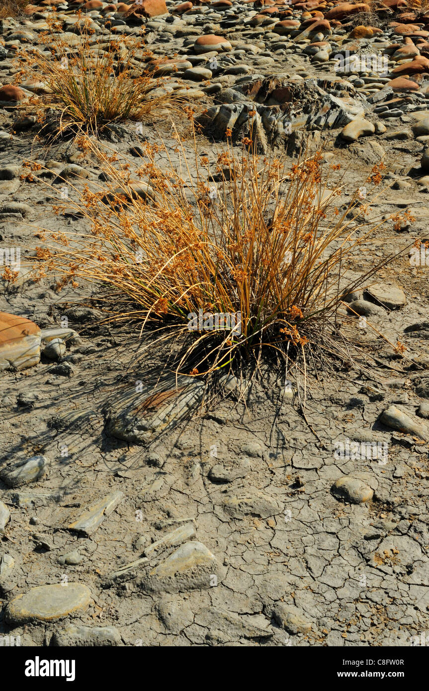 Rushes in drought environment Stock Photo - Alamy