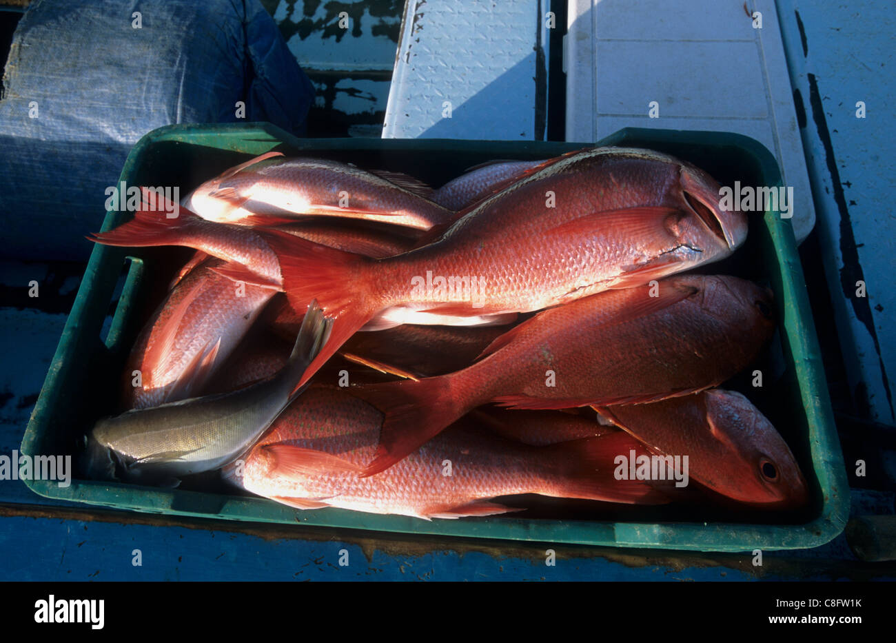 Overfished fish species hi-res stock photography and images - Alamy