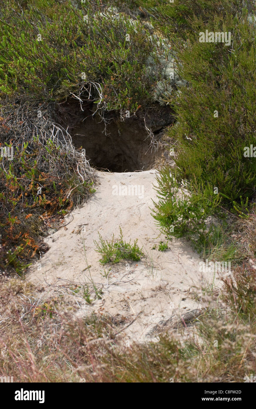Fox hole hi-res stock photography and images - Alamy