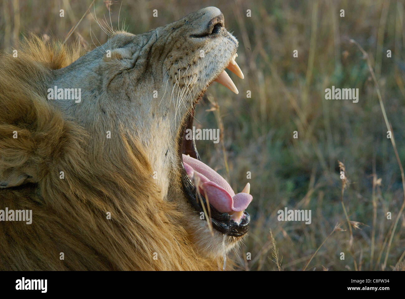 Lion teeth hi-res stock photography and images - Alamy