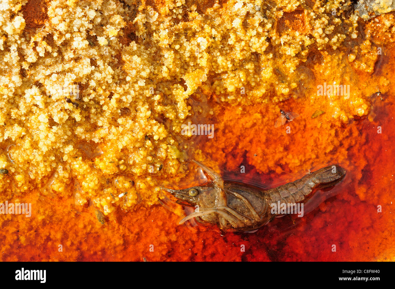Dead crayfish in polluted environment Stock Photo - Alamy