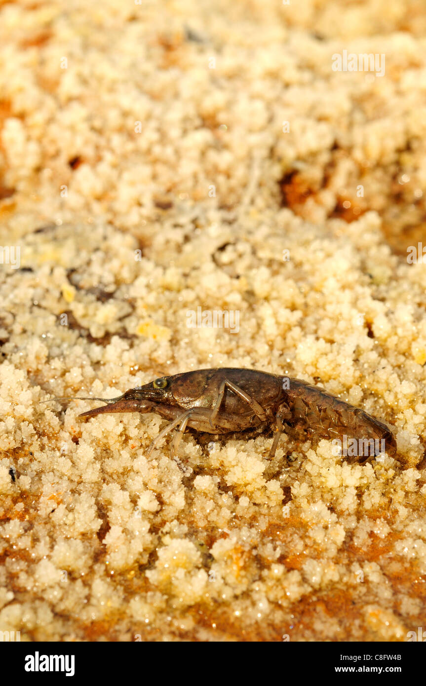 Dead crayfish in polluted environment Stock Photo - Alamy