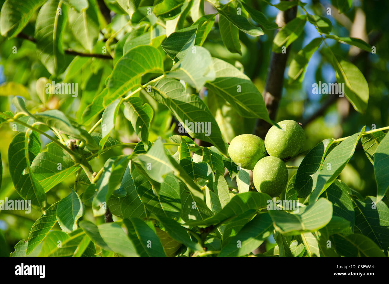 Walnut tree hi-res stock photography and images - Alamy