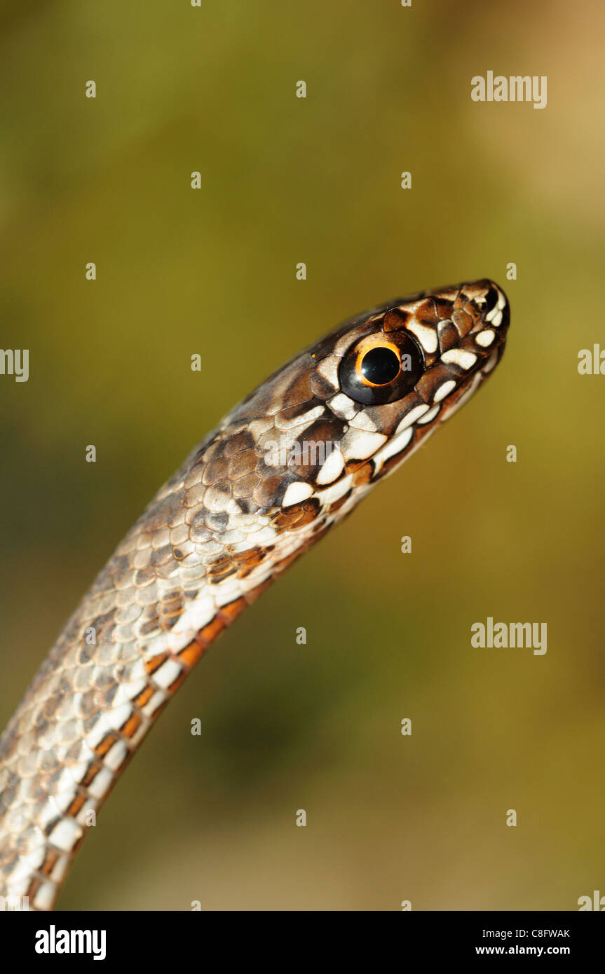 Montpellier snake hi-res stock photography and images - Alamy