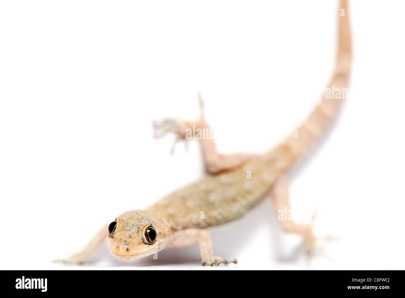 a lizard looking at the camera, shot from above Stock Photo - Alamy