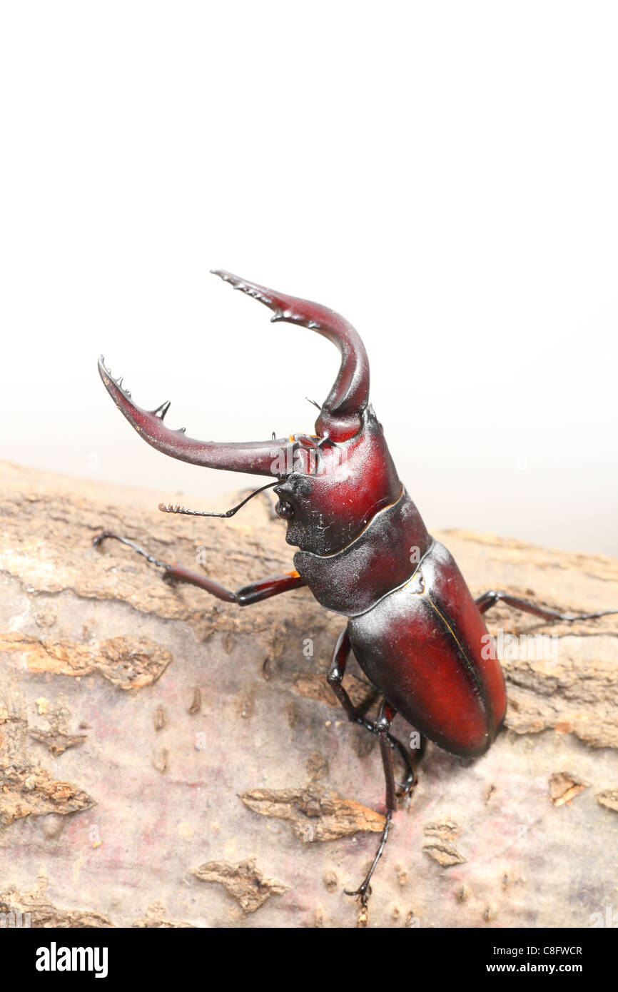 Prosopocoilus stag beetle hi-res stock photography and images - Alamy