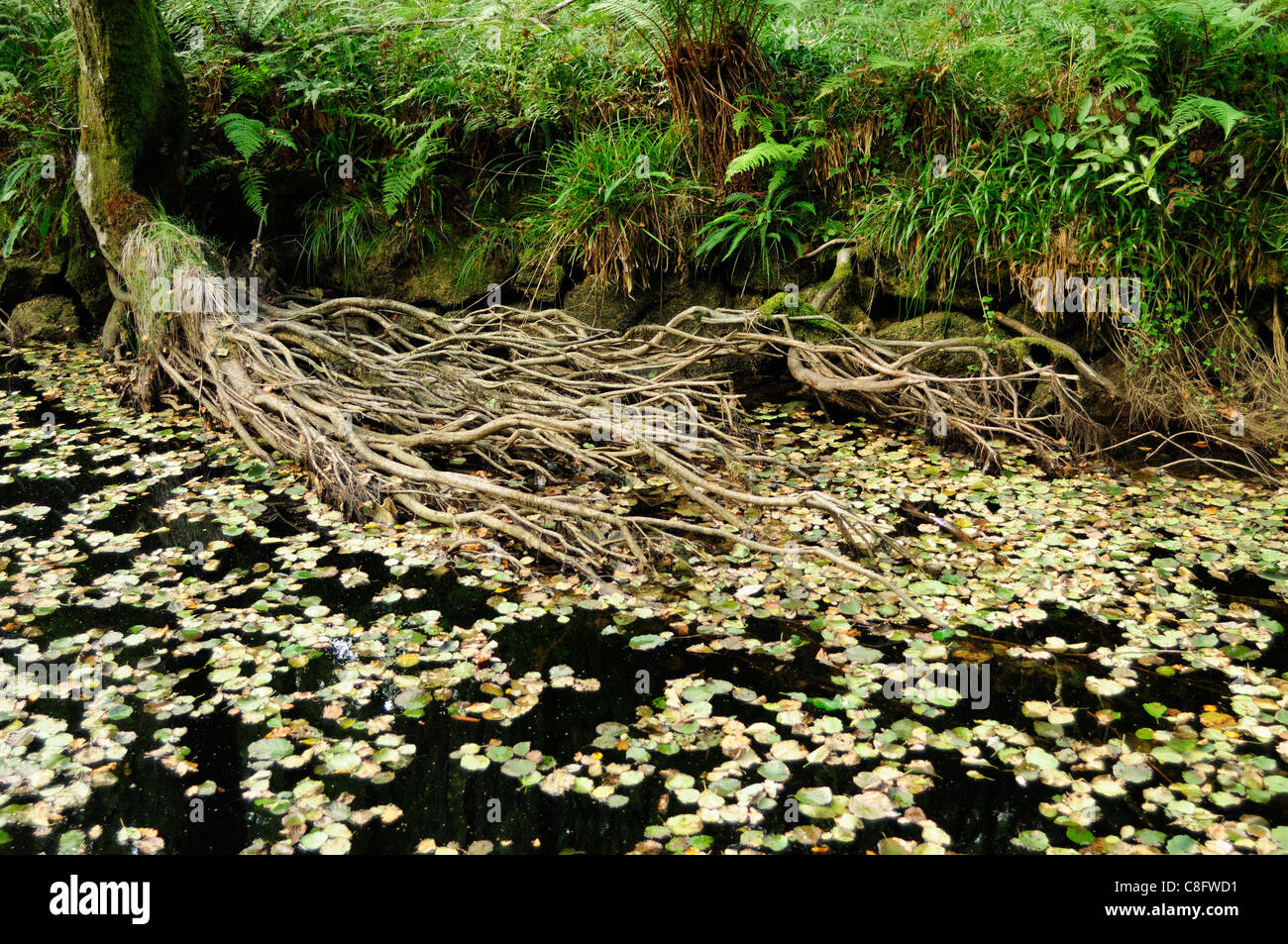 Tree roots hi-res stock photography and images - Alamy