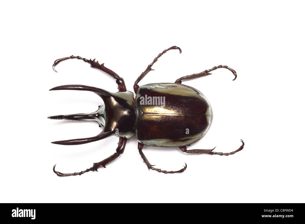 Atlas beetle hi-res stock photography and images - Alamy