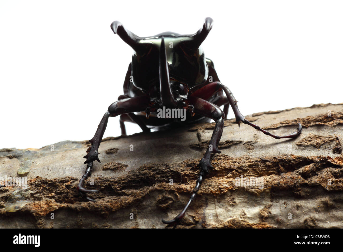 Atlas beetle hi-res stock photography and images - Alamy