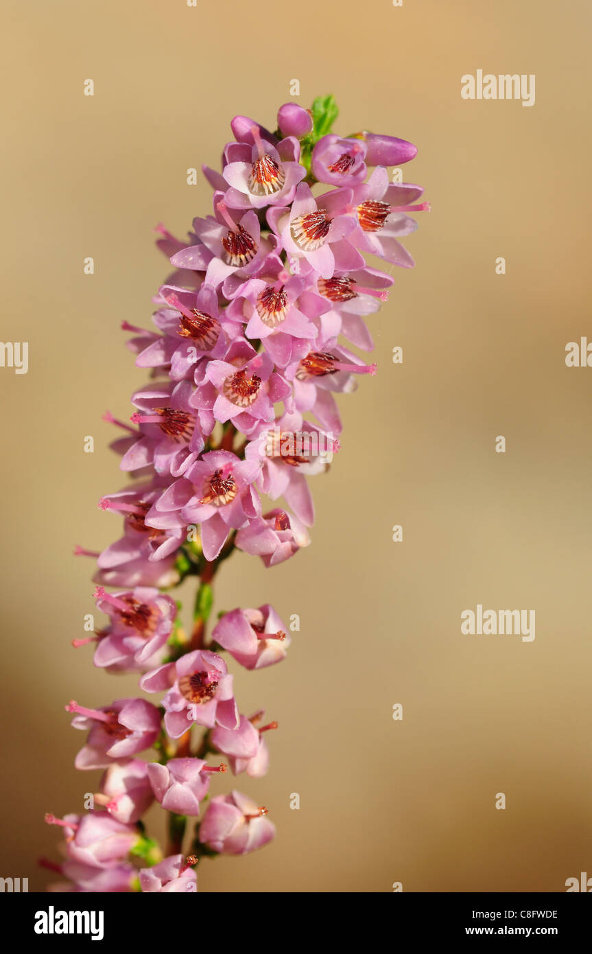 Common Heath flowers (Calluna vulgaris Stock Photo - Alamy