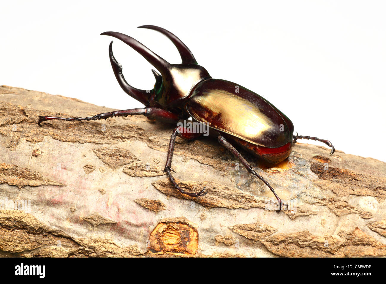 Atlas beetle hi-res stock photography and images - Alamy