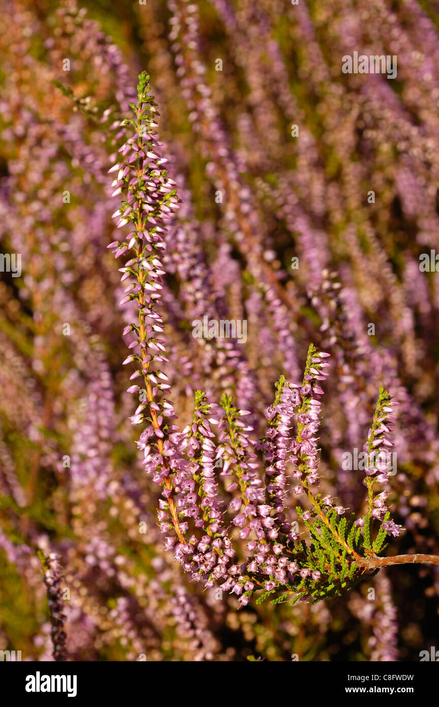 Common Heath flowers (Calluna vulgaris Stock Photo - Alamy