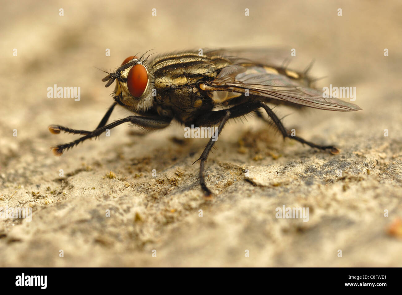Parasitoid flies hi-res stock photography and images - Alamy