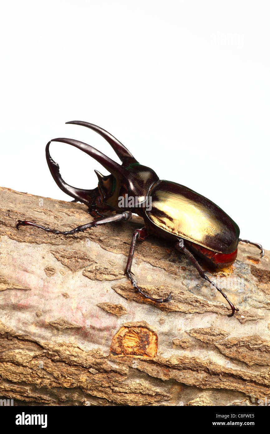 Atlas beetle hi-res stock photography and images - Alamy