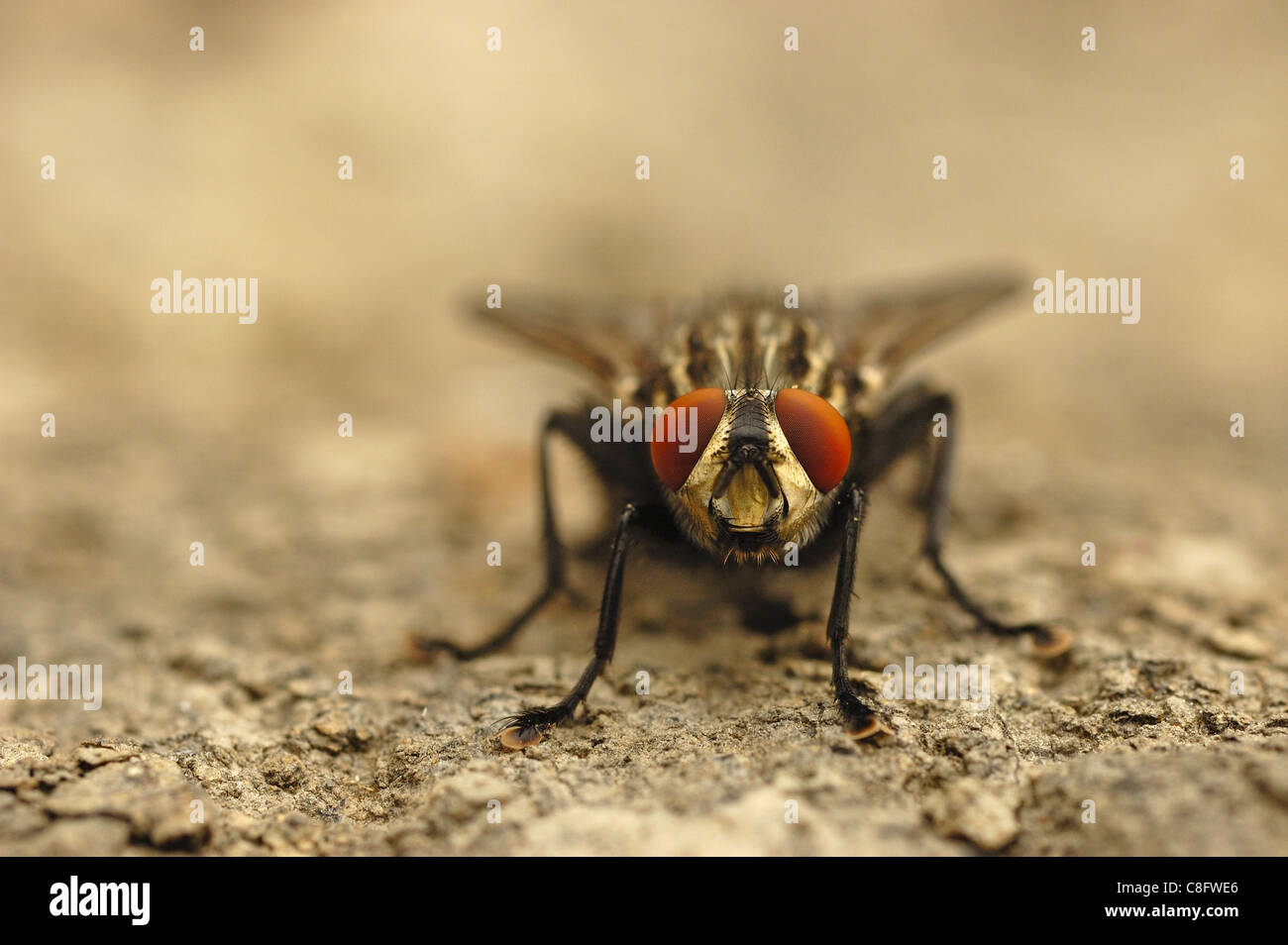 Parasitoid flies hi-res stock photography and images - Alamy