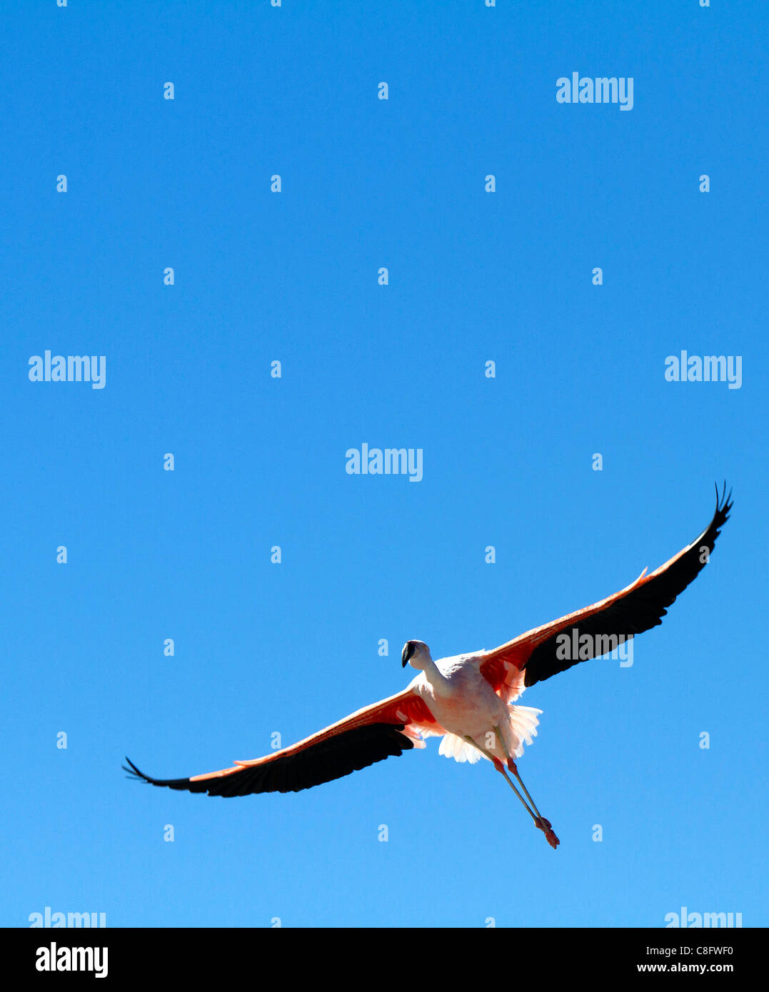 Flamingo fly hi-res stock photography and images - Alamy
