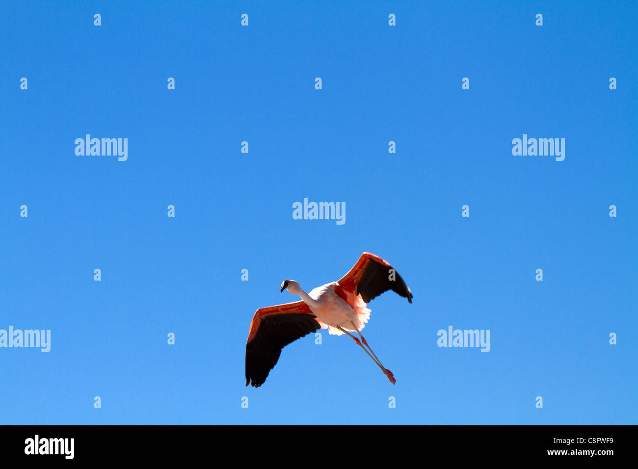 Flamingo fly hi-res stock photography and images - Alamy